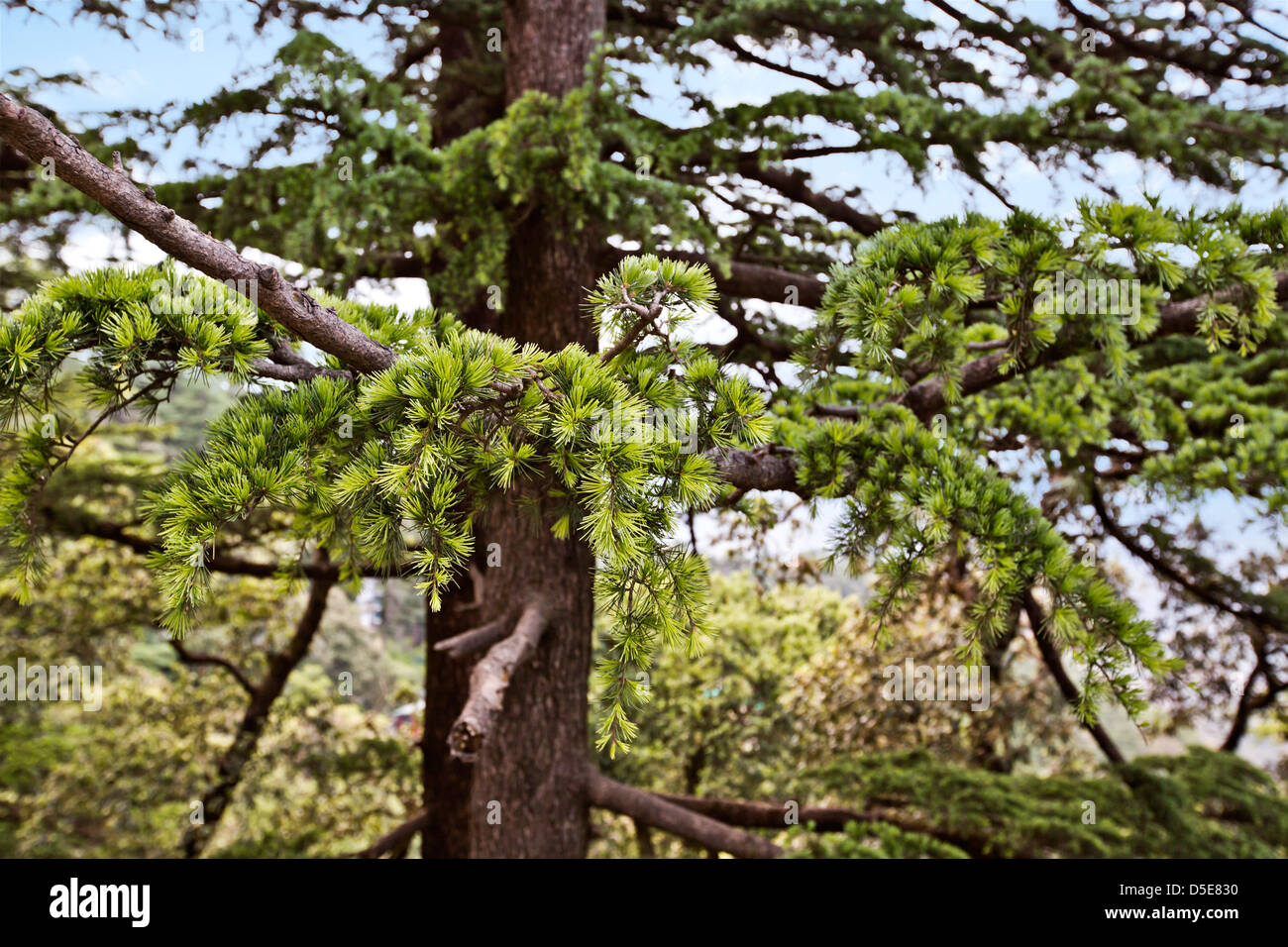 Tree in a forest, Shimla, Himachal Pradesh, India Stock Photo - Alamy