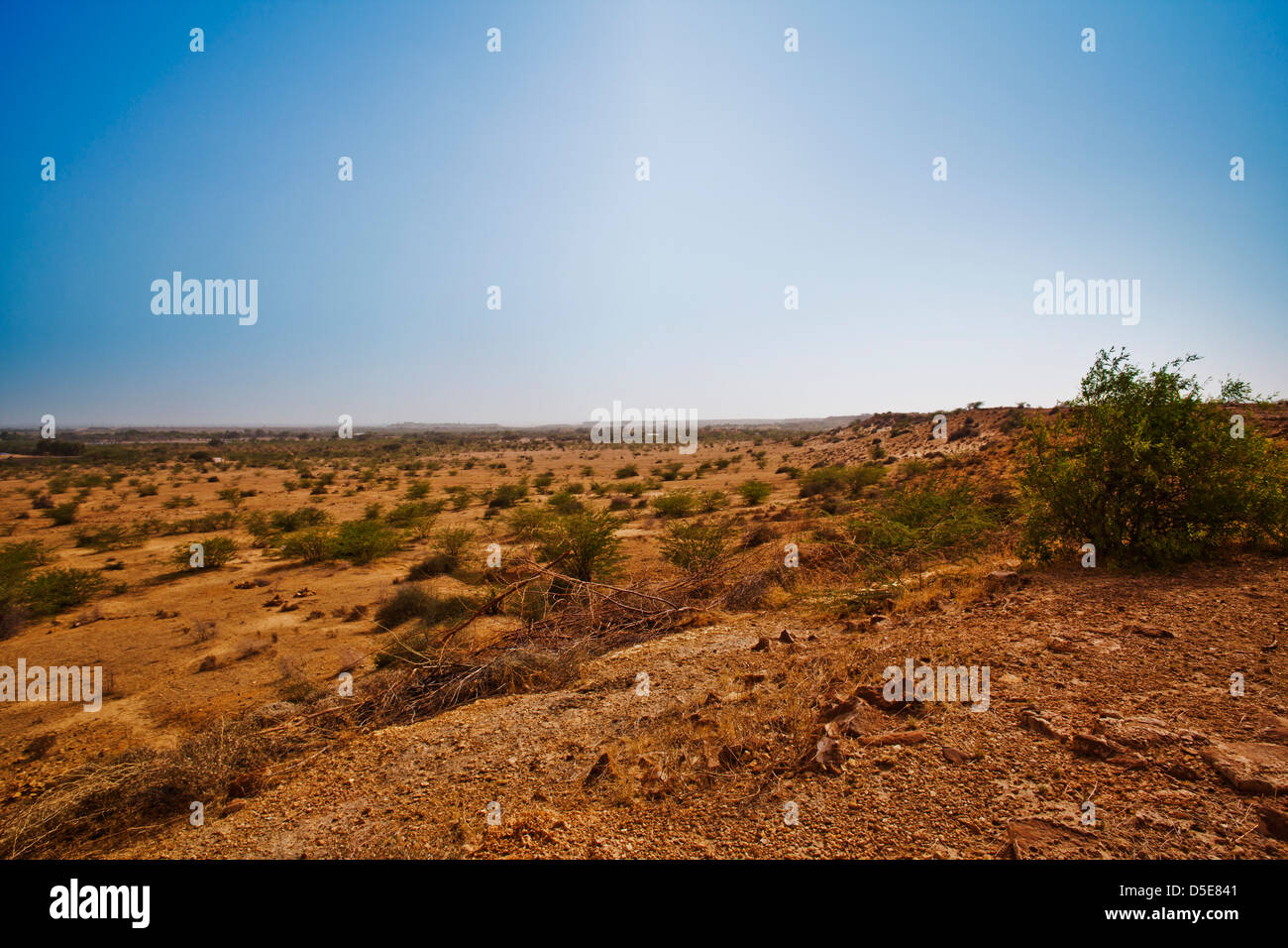 Bush growing at arid landscape, Jaisalmer, Rajasthan, India Stock Photo ...