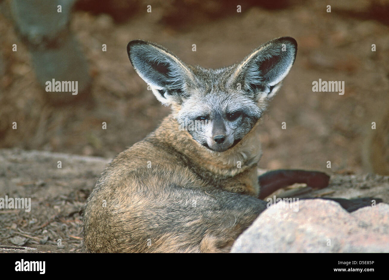 The bat-eared fox (Otocyon megalotis) is a canid of the African savanna ...