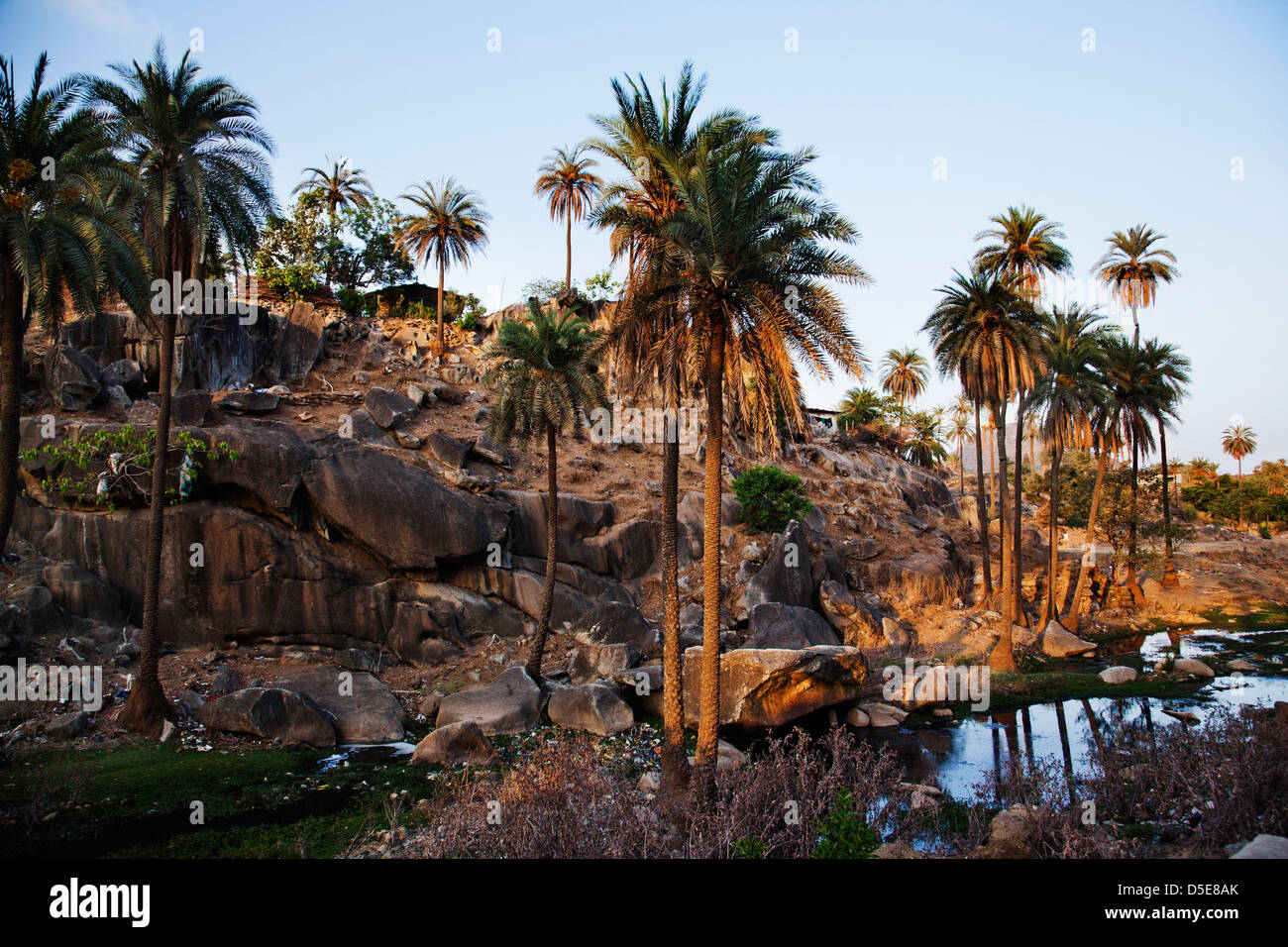 Palm trees with rock formations at Guru Shikhar, Arbuda Mountains ...