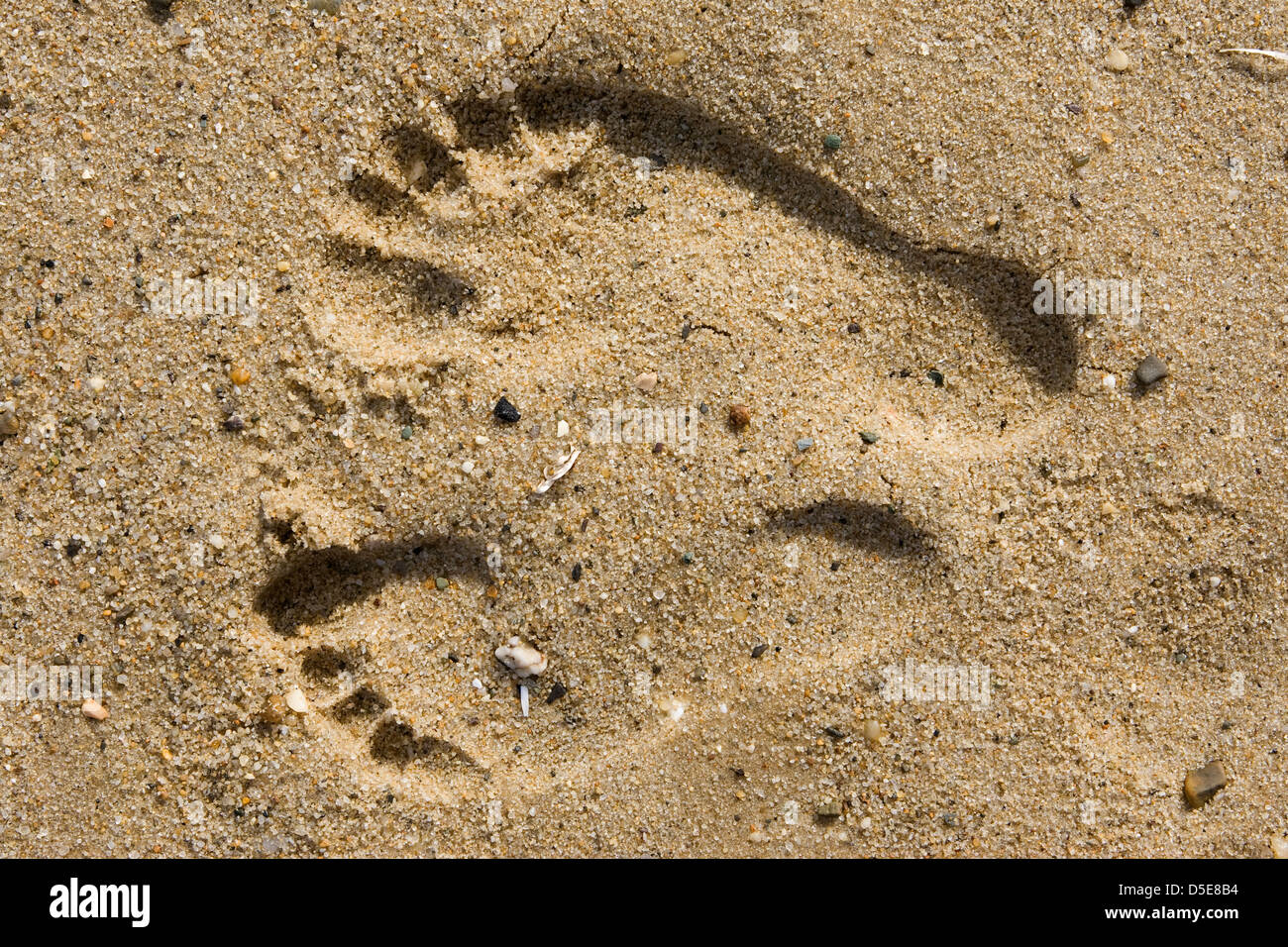 Two different sized foot prints in the sand Stock Photo - Alamy