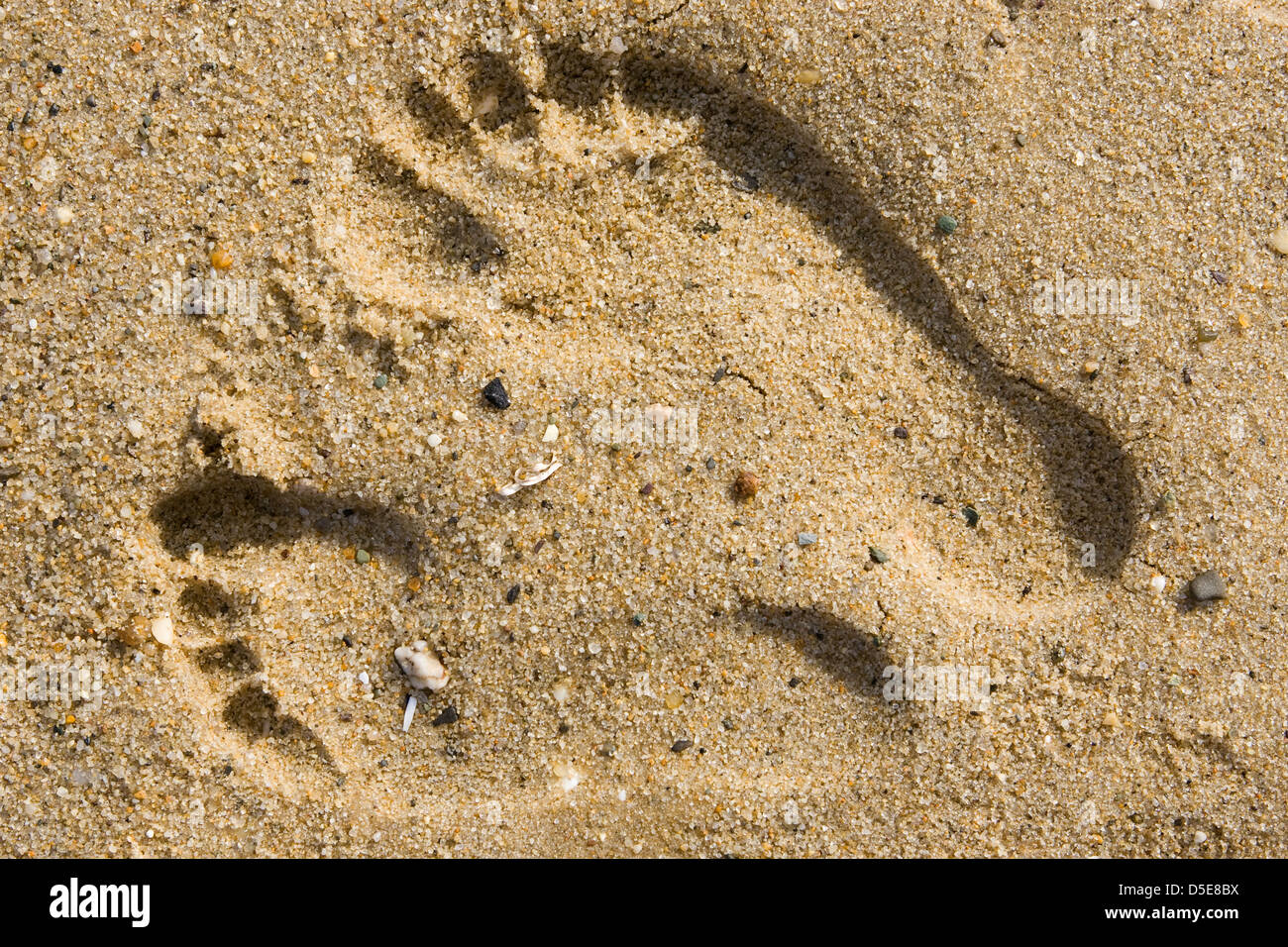 Toe prints hi-res stock photography and images - Alamy