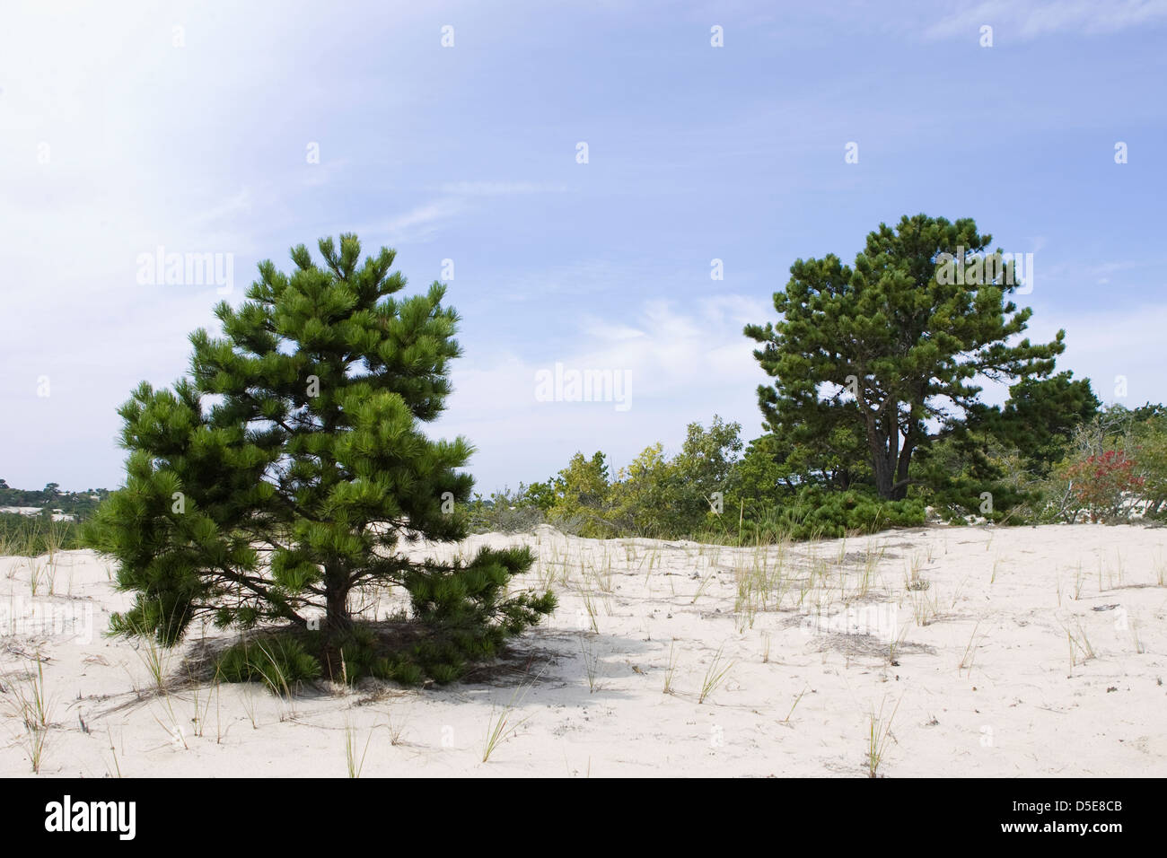 Trees growing on a sand dune with blue sky Stock Photo - Alamy