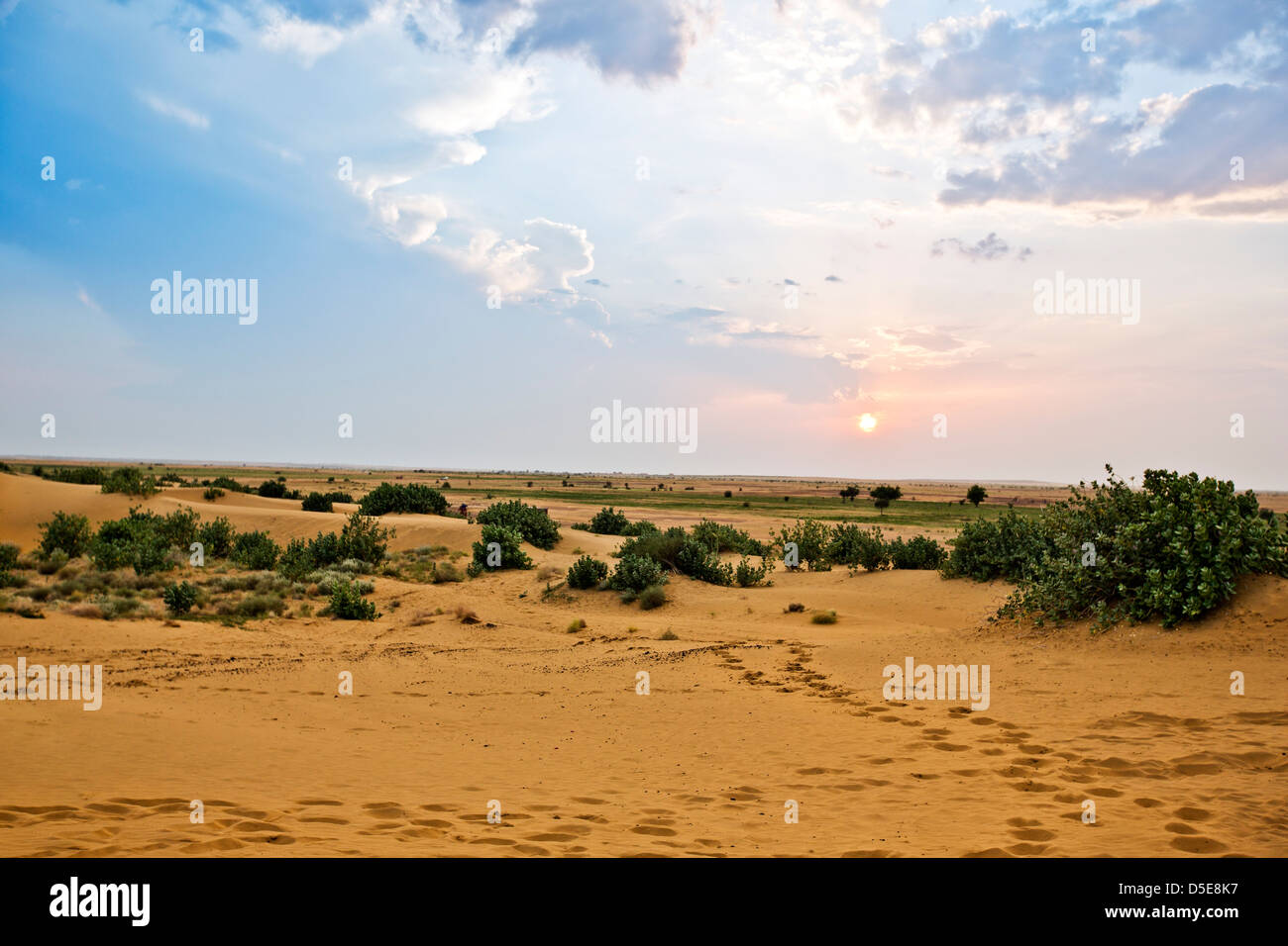 Bush growing on arid landscape, Jaisalmer, Rajasthan, India Stock Photo ...