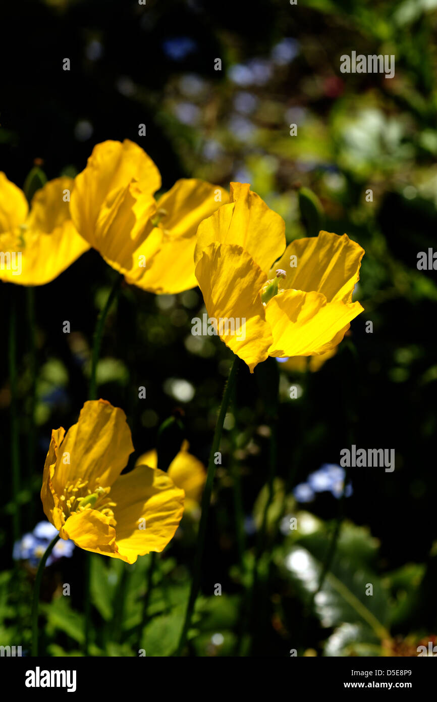 Welsh poppies hi-res stock photography and images - Alamy