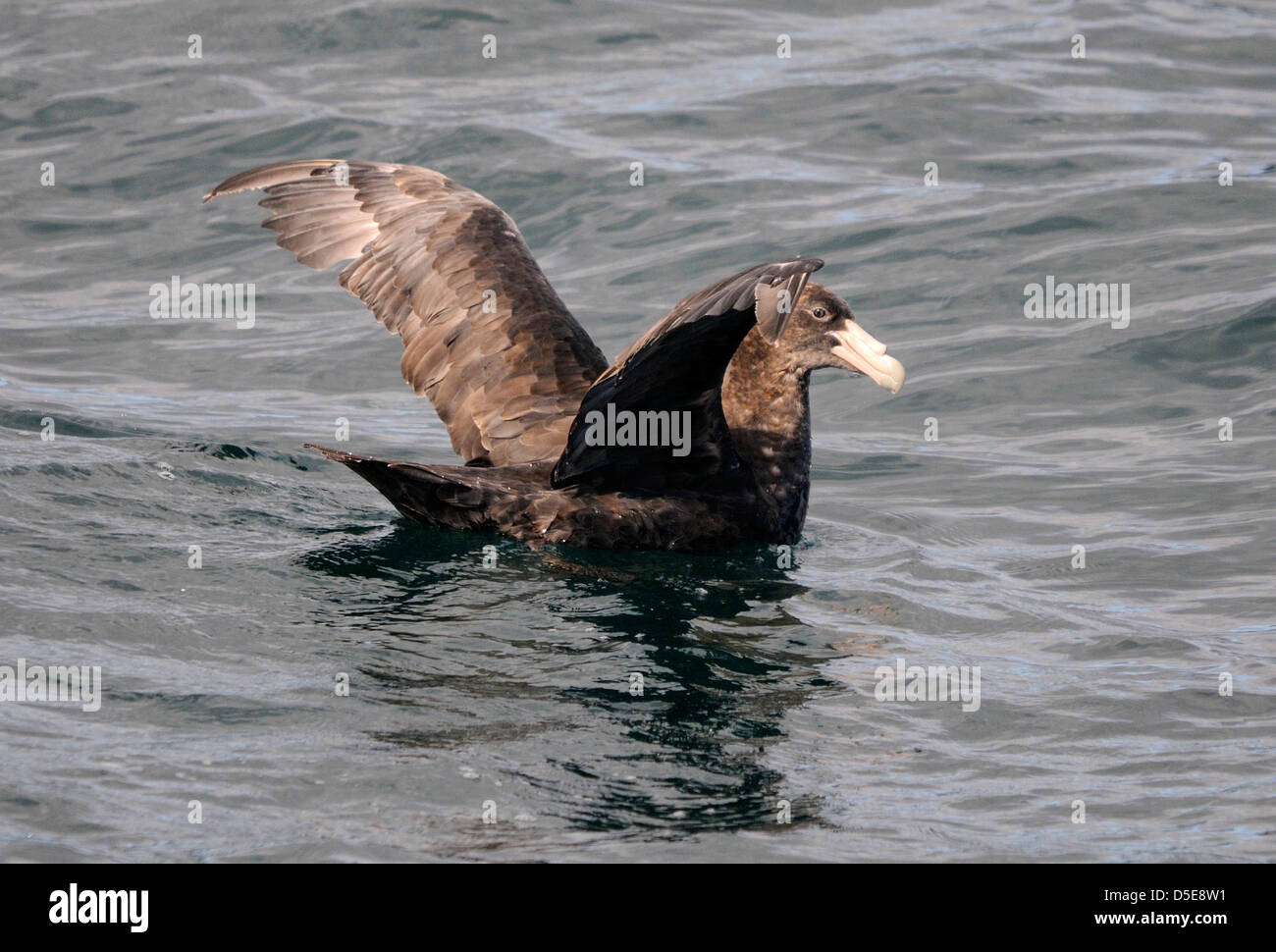 A Southern Giant Petrel (Macronectes giganteus) prepares for take-off ...
