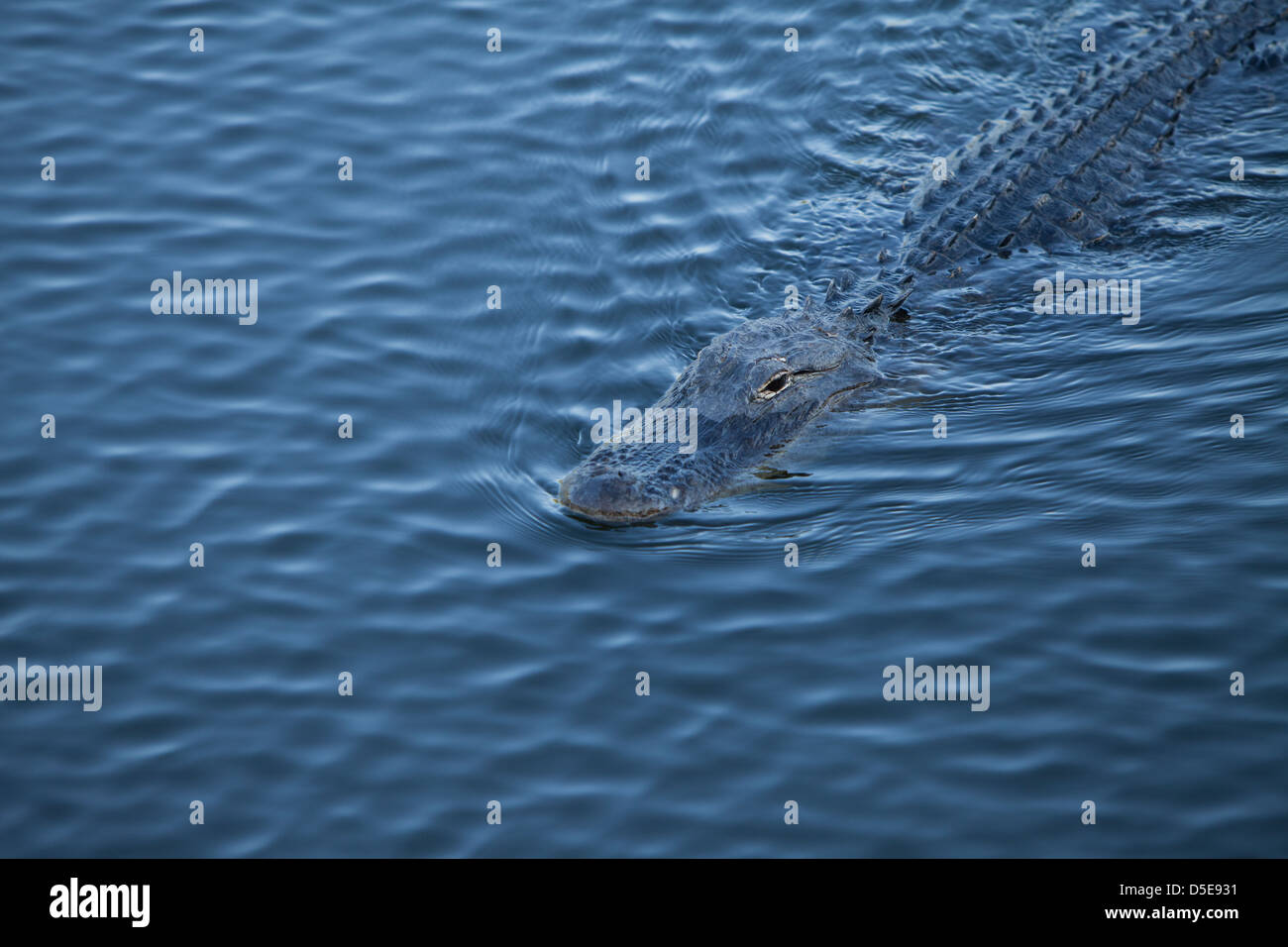 Swims in ponds hi-res stock photography and images - Alamy