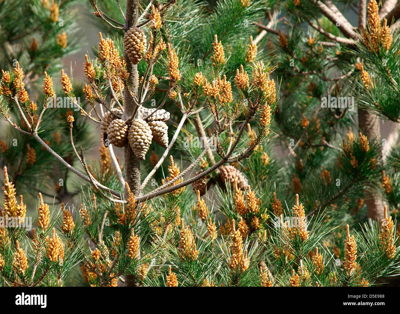 Pine leaf hi-res stock photography and images - Alamy