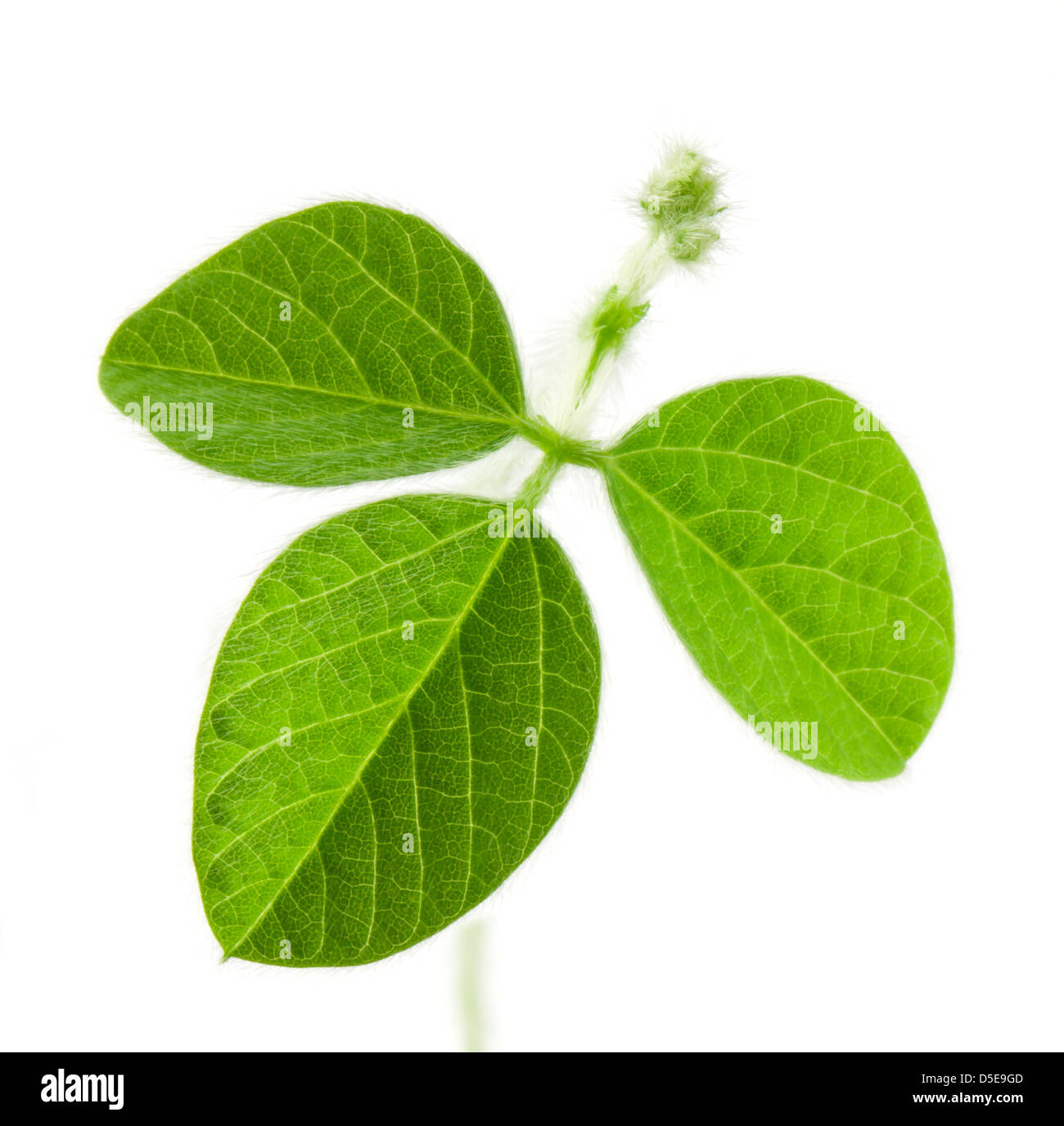 Fresh soy leaves isolated on white Stock Photo - Alamy