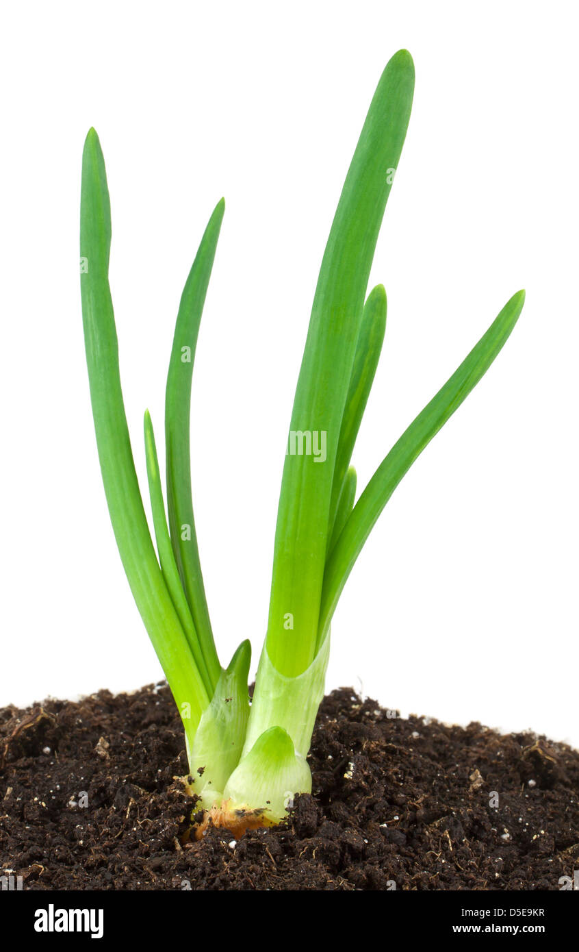 Green onion isolated on white background Stock Photo - Alamy