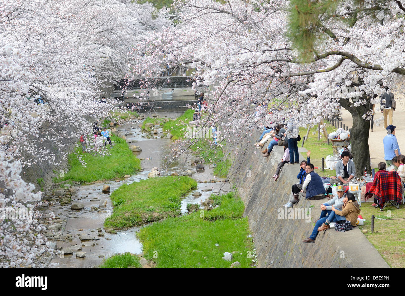 Kobe, Japan. 30th March, 2013 – Families and friends gather along a ...