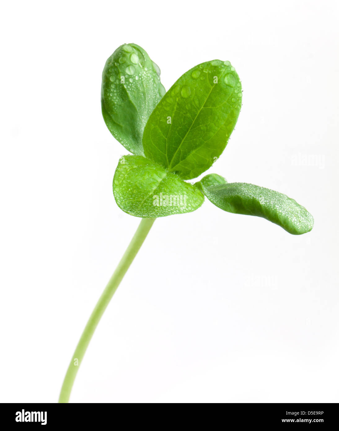 Green sprouts hi-res stock photography and images - Alamy