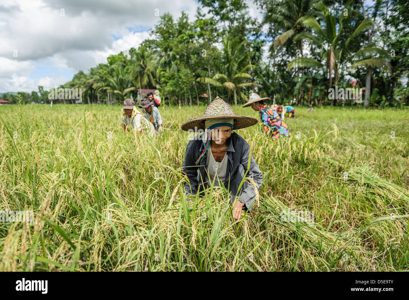 Philippines rice field hi-res stock photography and images - Alamy