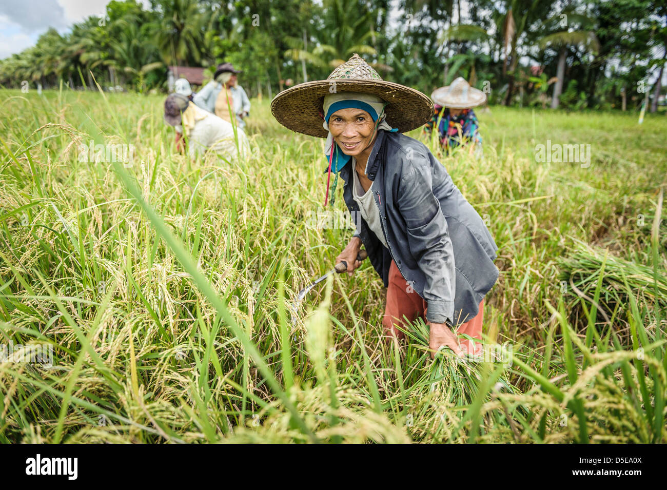 Filipino Rice Farmers