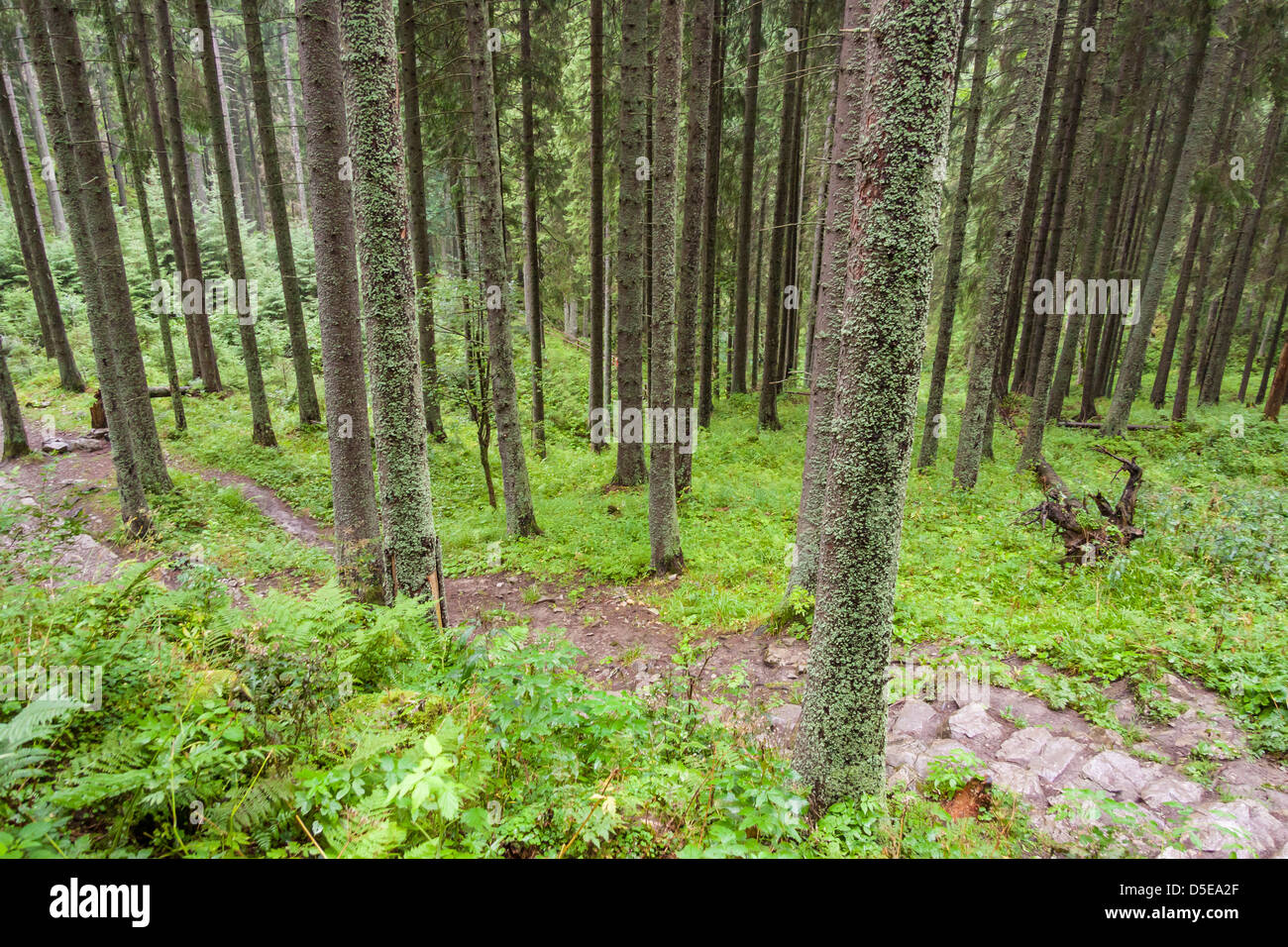 Mountain empty path in dark forest - Poland, Tatra, Mountain Stock ...