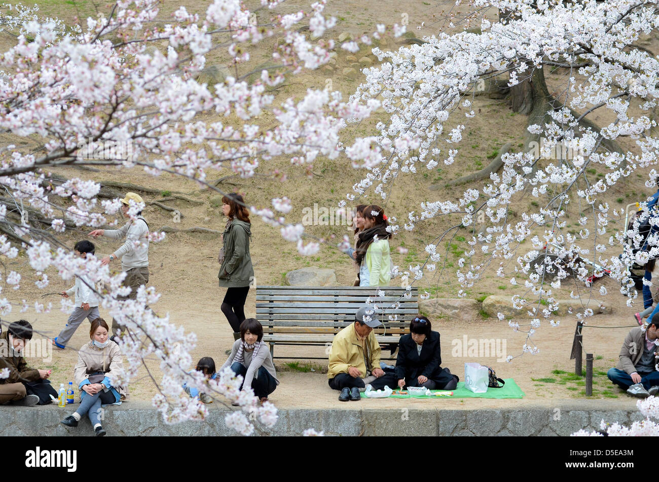 Kobe, Japan. 30th March, 2013 – Families and friends gather along a ...
