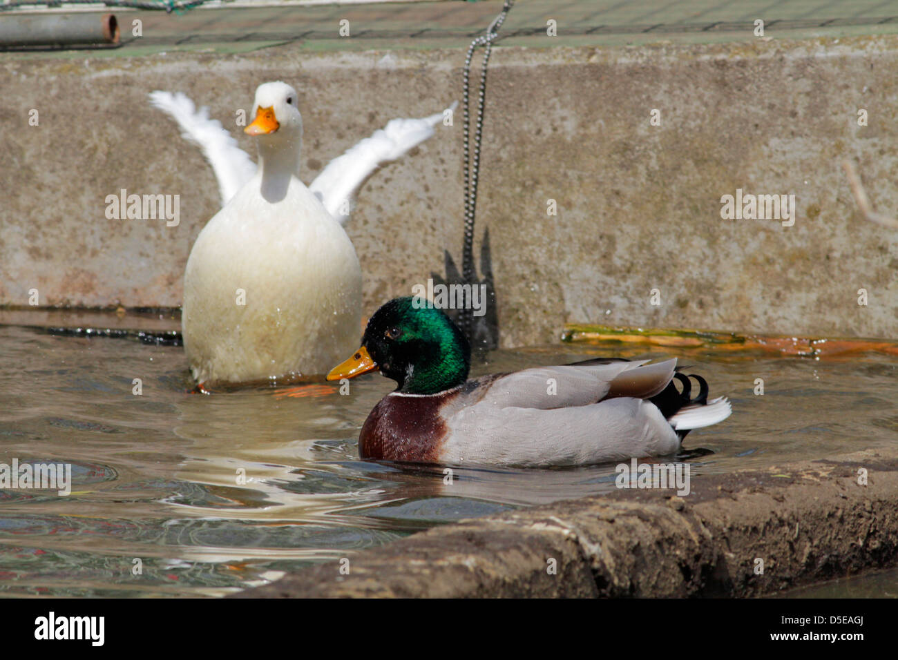 A pair of duck at Hamura Zoo Tokyo Japan Stock Photo - Alamy