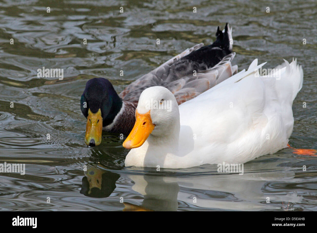 A pair of duck at Hamura Zoo Tokyo Japan Stock Photo - Alamy