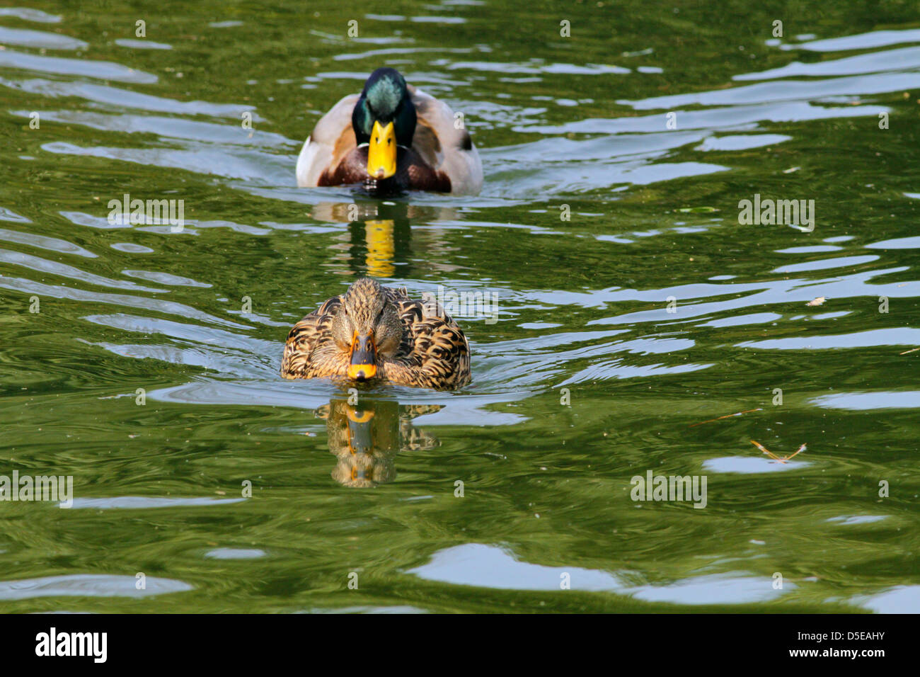A pair of duck at Hamura Zoo Tokyo Japan Stock Photo - Alamy