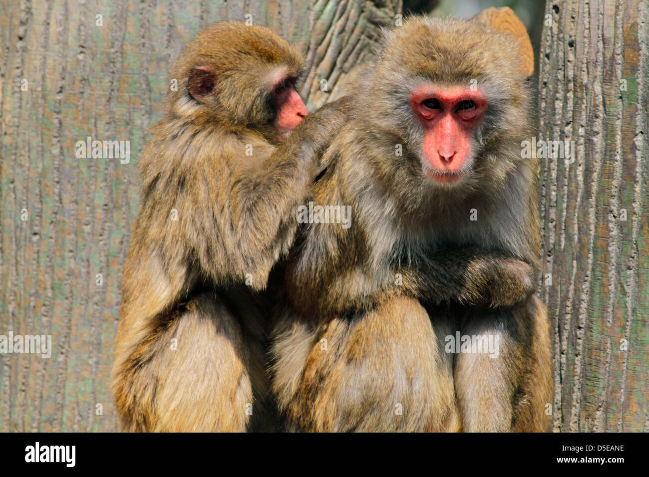 Japanese Macaques grooming at Hamura Zoo Tokyo Japan Stock Photo - Alamy