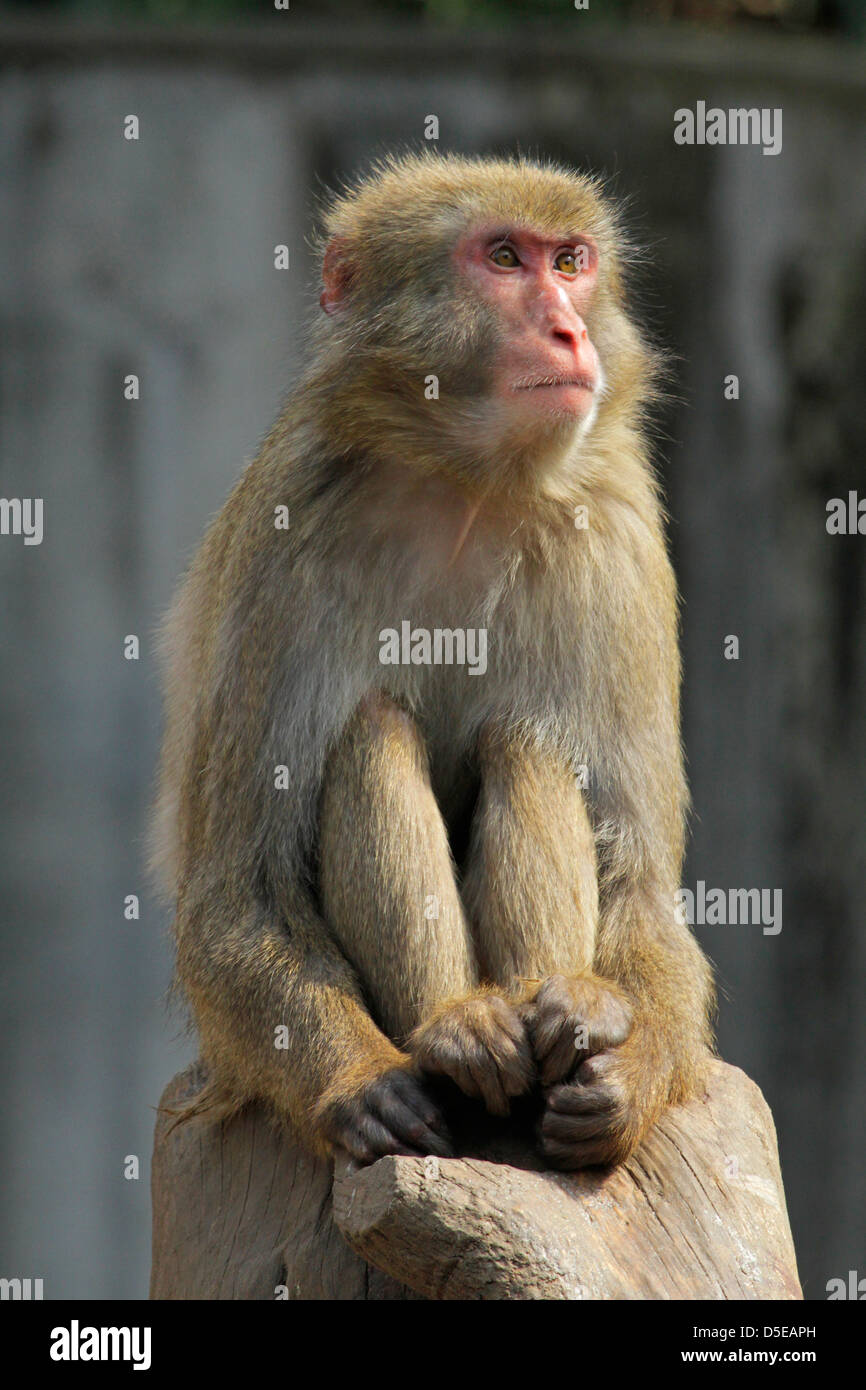 A Japanese macaque at Hamura Zoo Tokyo Japan Stock Photo - Alamy