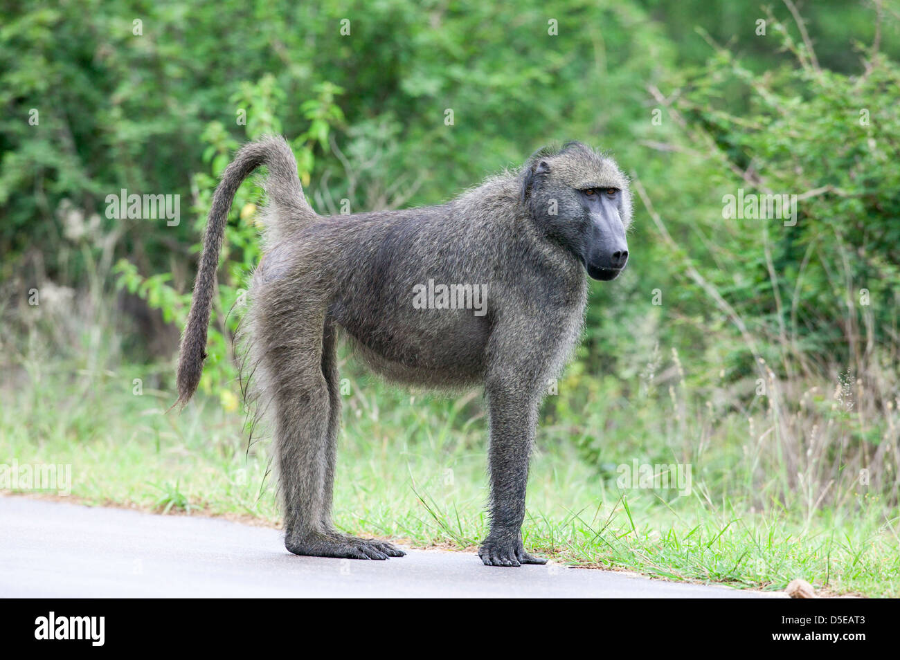 Common Chimpanzee v Dinopithecus ingens - Carnivora