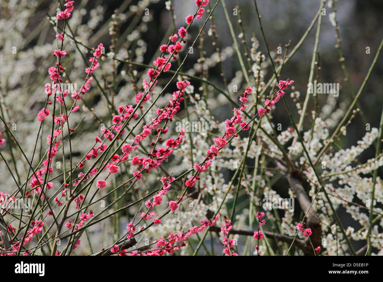 Plum flower hi-res stock photography and images - Alamy