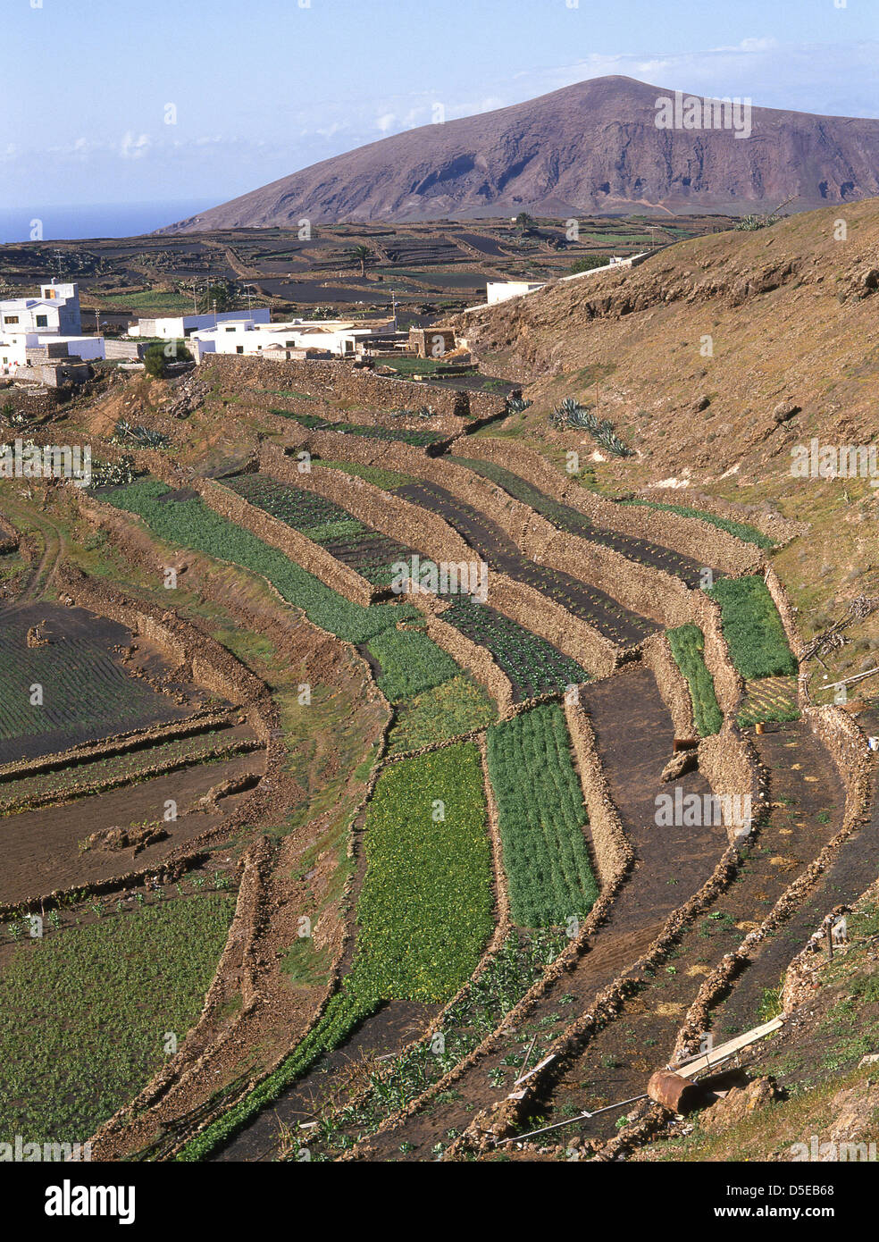 Crops growing on terraced hillside, Tenerife, Canary Islands, Spain ...