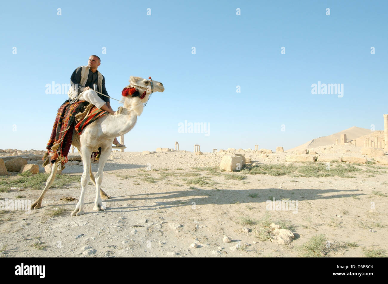 Mister on a camel (Camelus dromedarius) at the ancient city of Palmyra ...