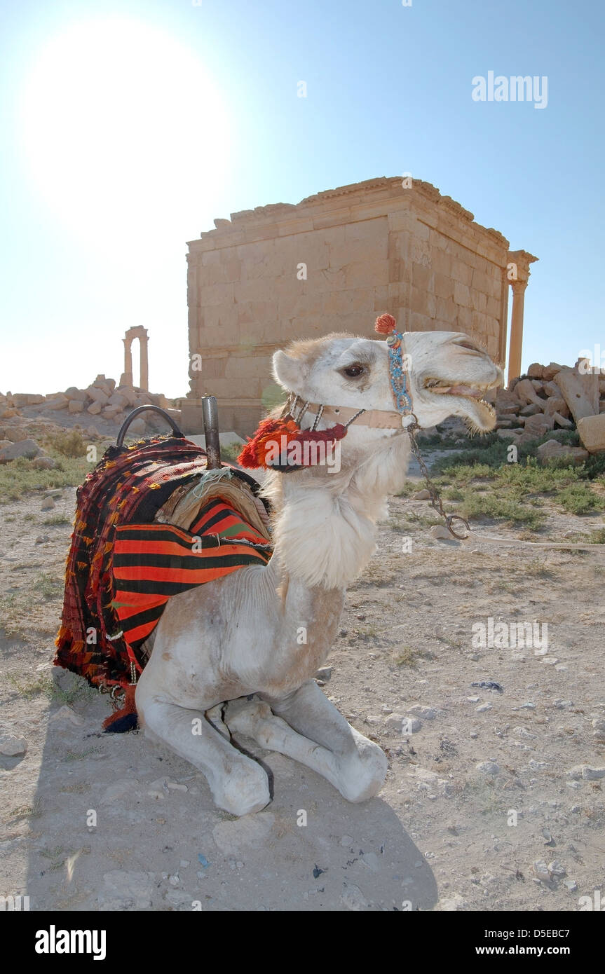 Camel (Camelus dromedarius) at the ancient city of Palmyra, Syria Stock ...