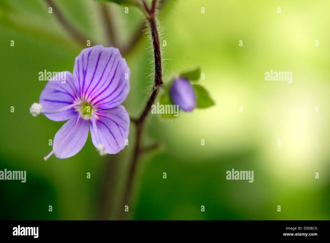 Heath Speedwell (Veronica officinalis) in flower , England, UK Stock ...
