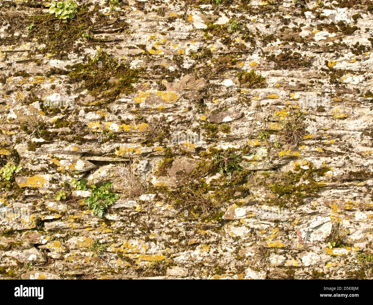 Weedy wall hi-res stock photography and images - Alamy