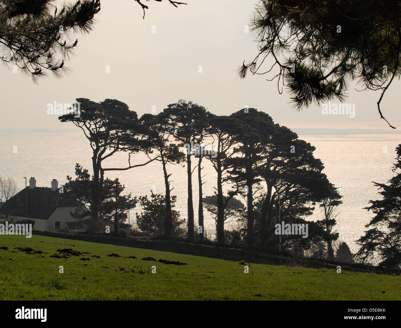 Small copse in silhouette Stock Photo - Alamy
