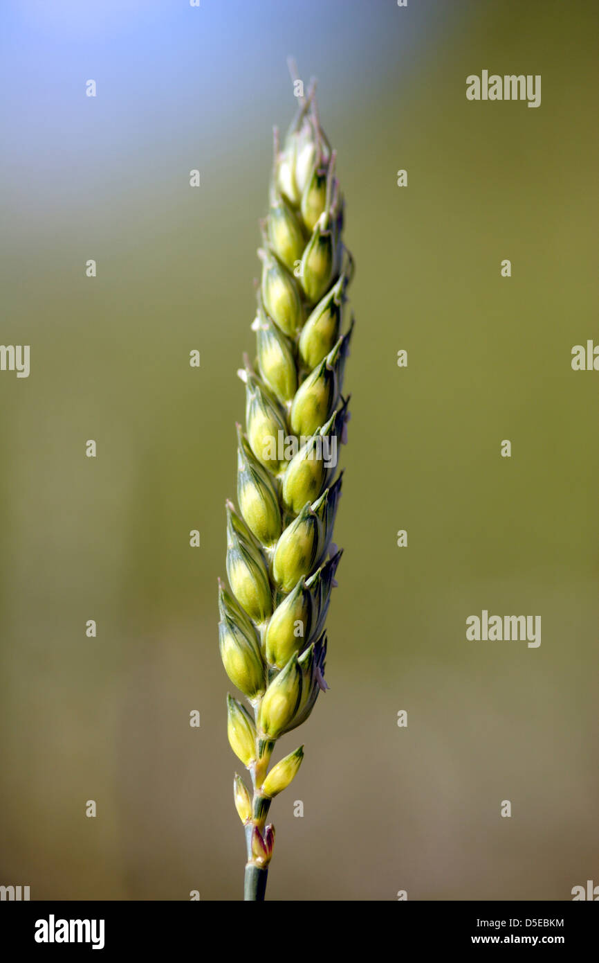 Ear of wheat close up, England, UK Stock Photo - Alamy