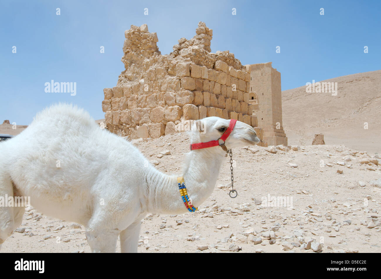 White young camel (Camelus dromedarius) near Tower Valley of Tombs ...