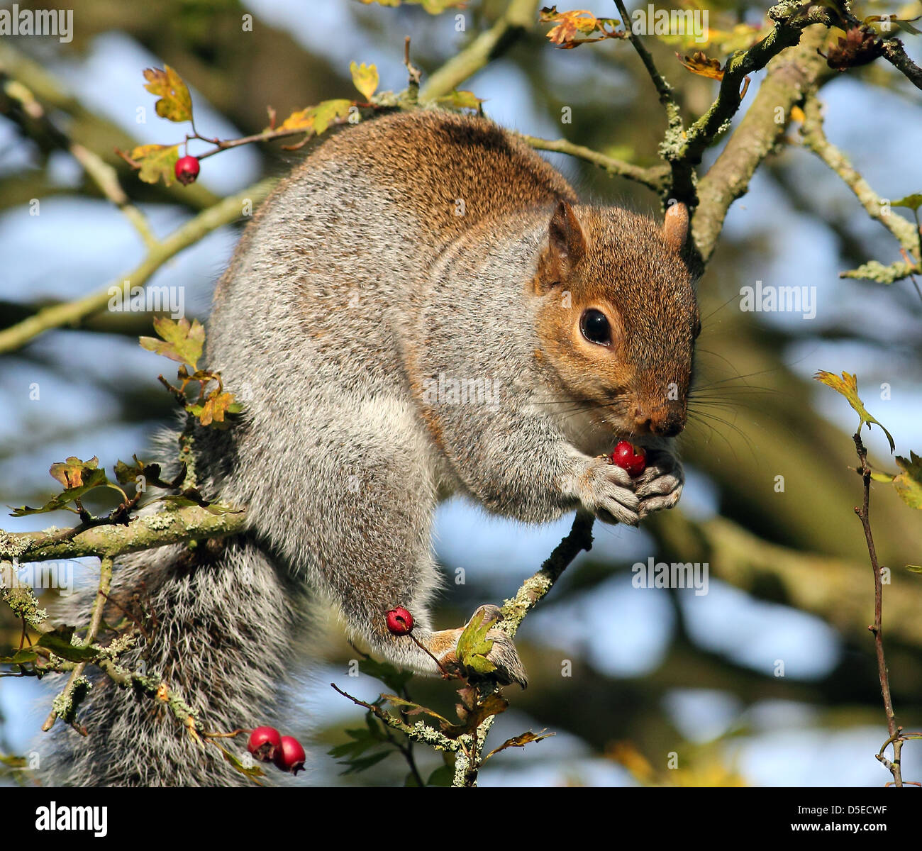 Grey squirrel eating red berry Stock Photo - Alamy