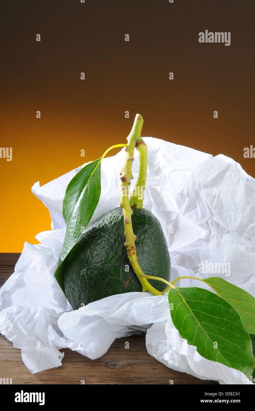 Closeup of a fresh picked avocado with stem and leaf in white tissue ...