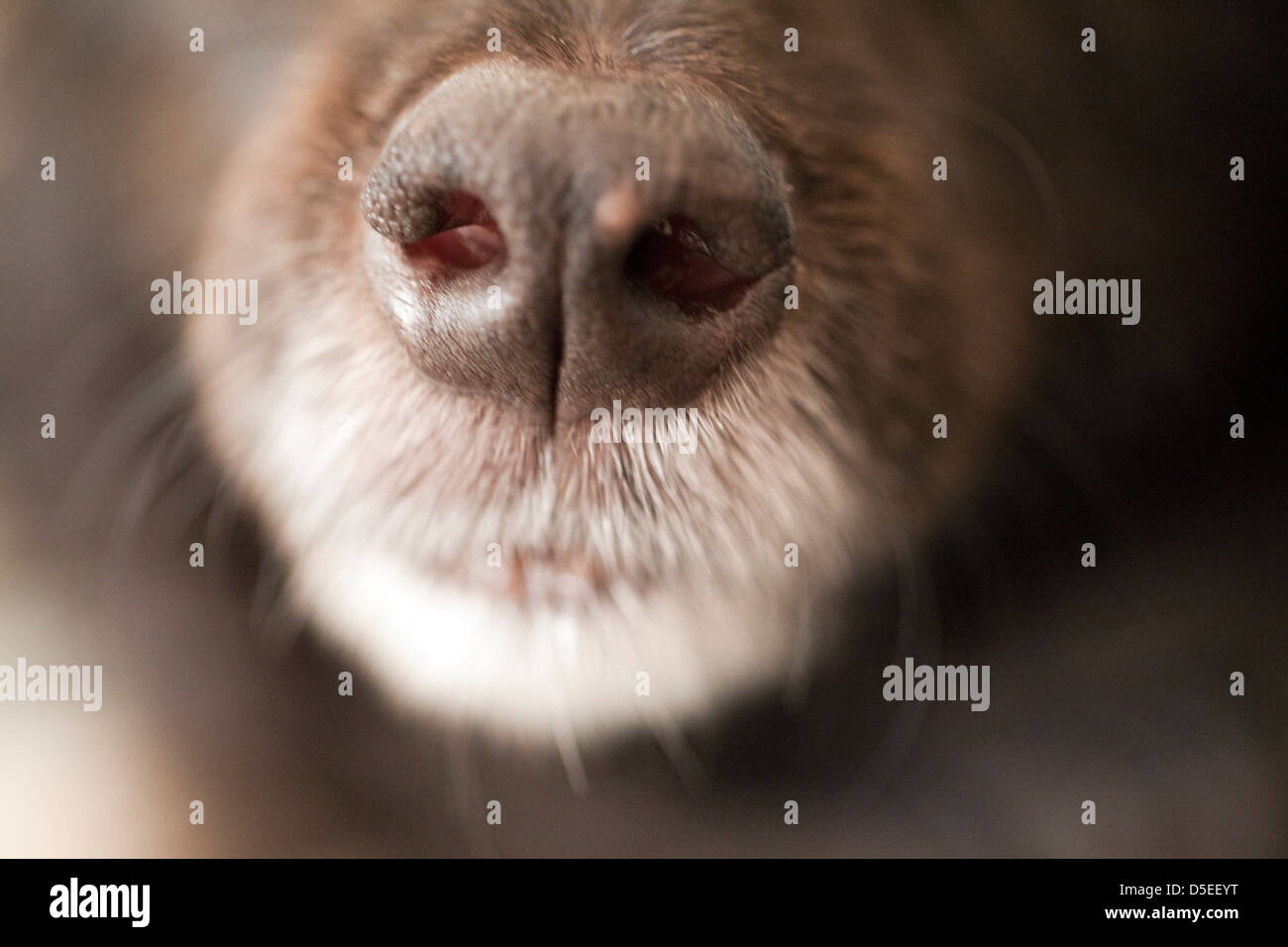Grey snout hi-res stock photography and images - Alamy