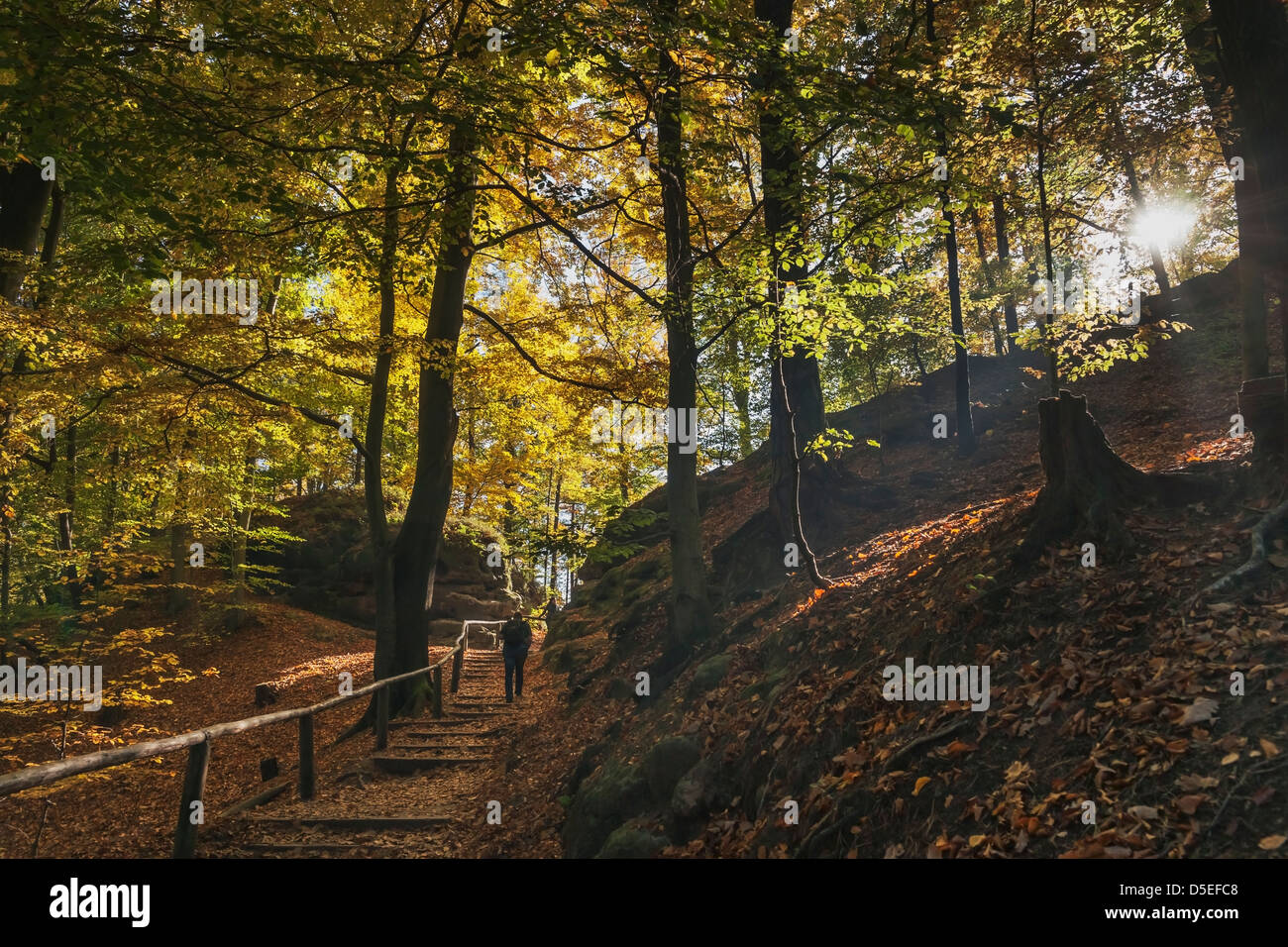 Hiking trail between health resort Rathen and Lohmen, National Park ...