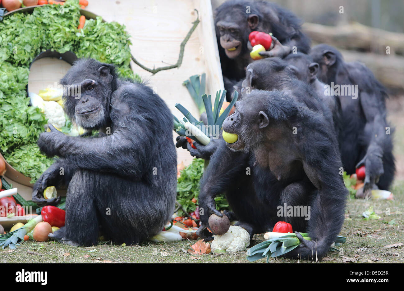 Monkey eating in zoo enclosure hi-res stock photography and images - Alamy