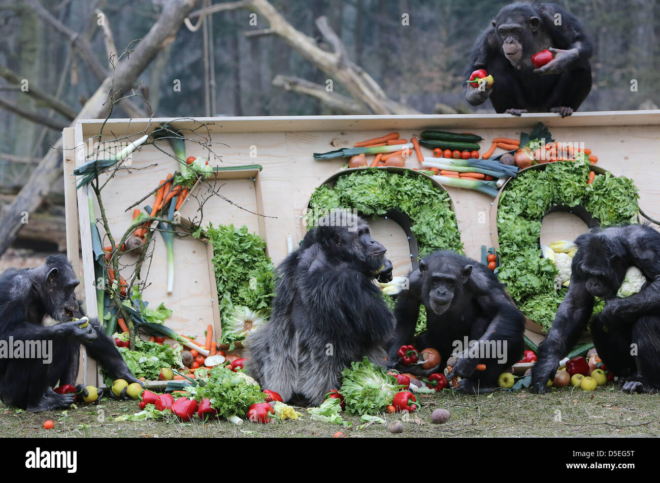 Monkey eating in zoo enclosure hi-res stock photography and images - Alamy