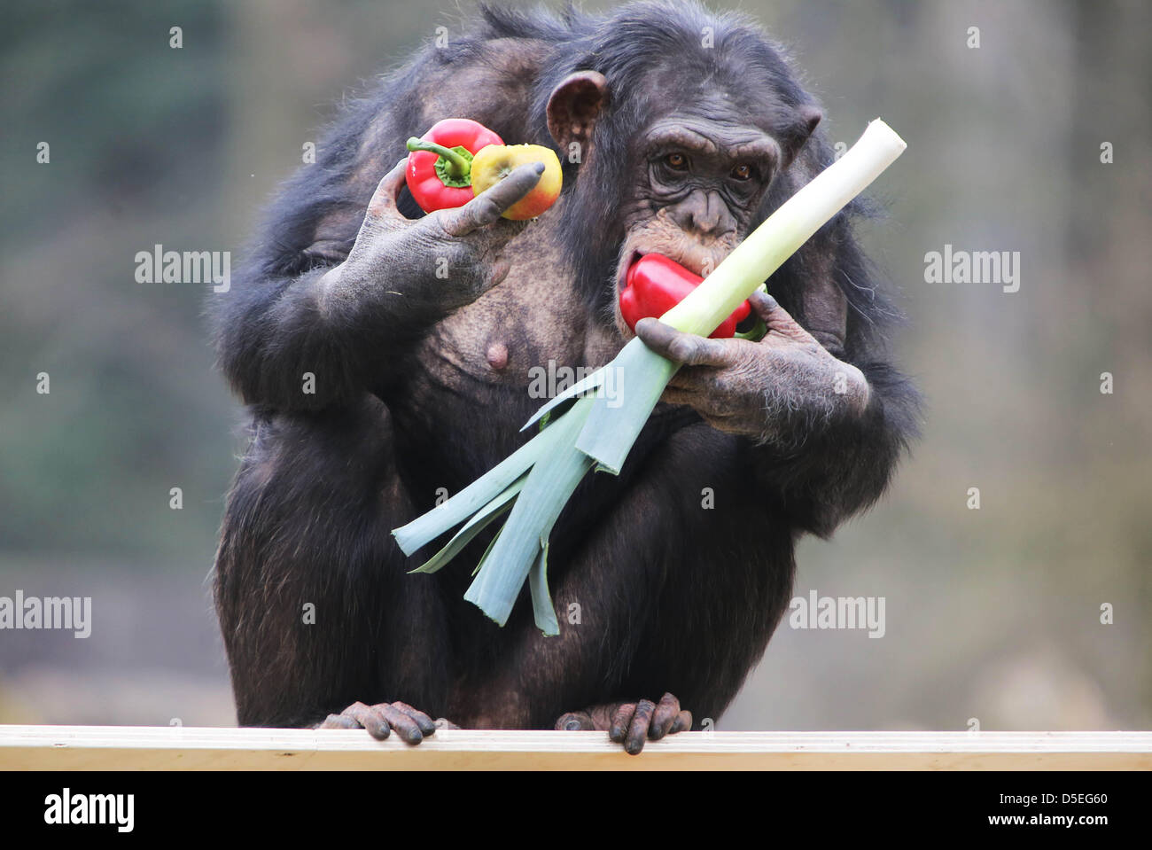 Monkey eating in zoo enclosure hi-res stock photography and images - Alamy