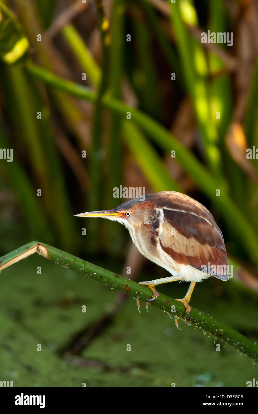 Least bittern hi-res stock photography and images - Alamy