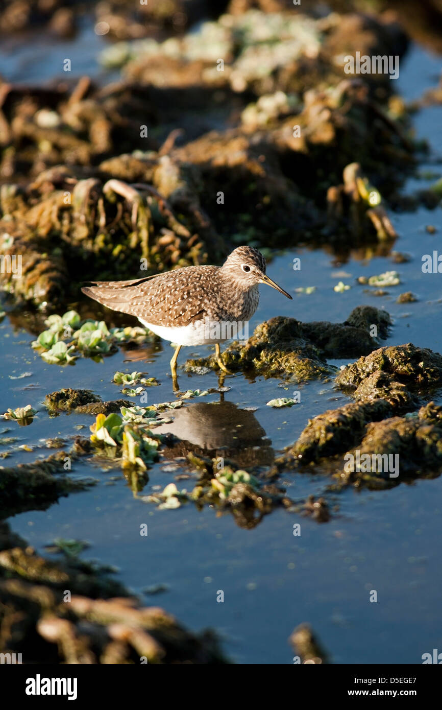 Sandpiper of florida hi-res stock photography and images - Alamy