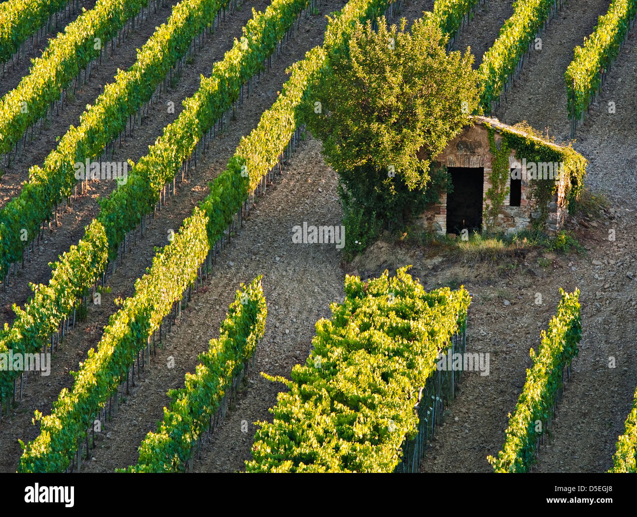 Brunello Region High Resolution Stock Photography and Images - Alamy