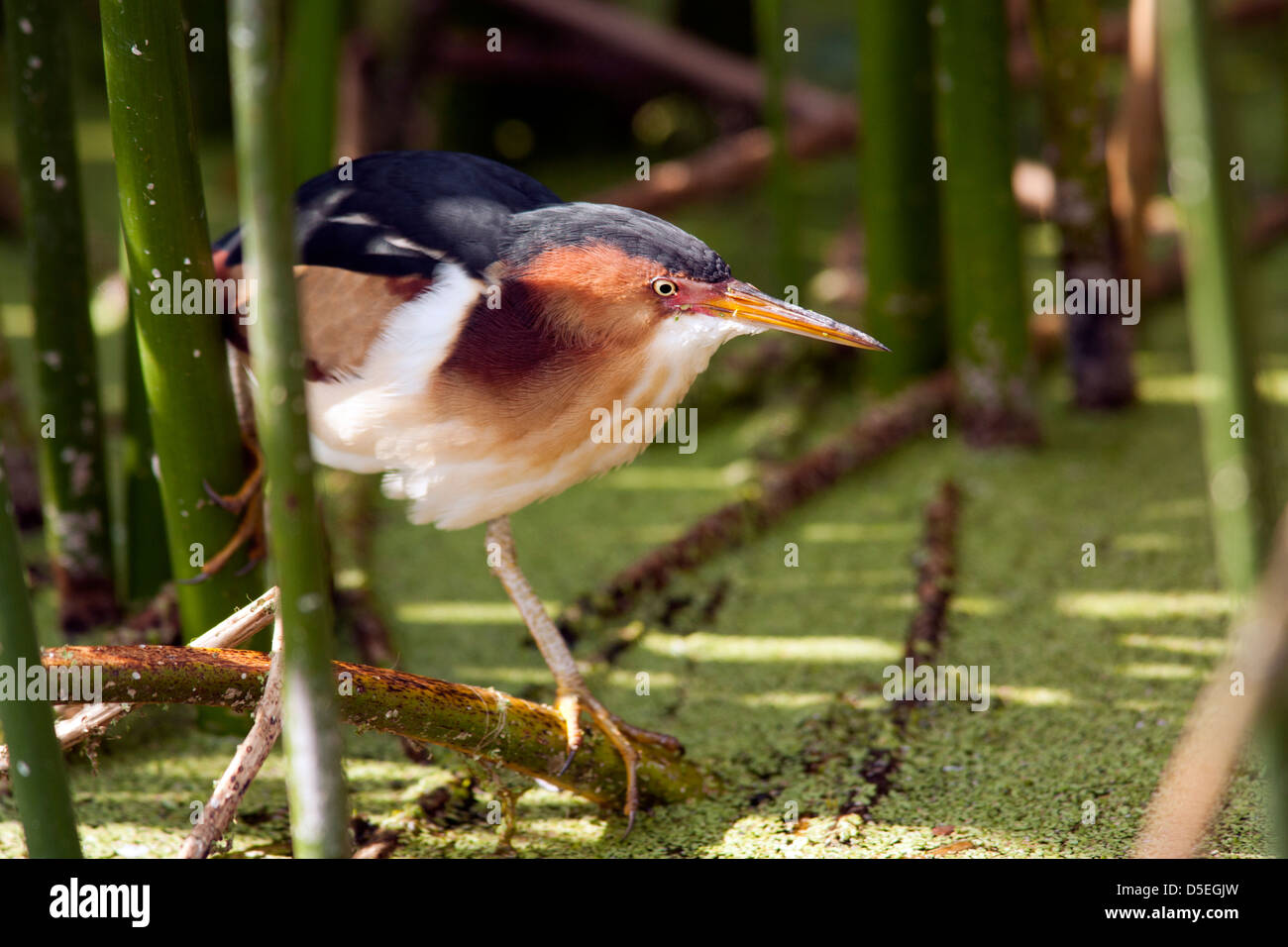 Least Bittern - Green Cay Wetlands - Boynton Beach, Florida USA Stock ...