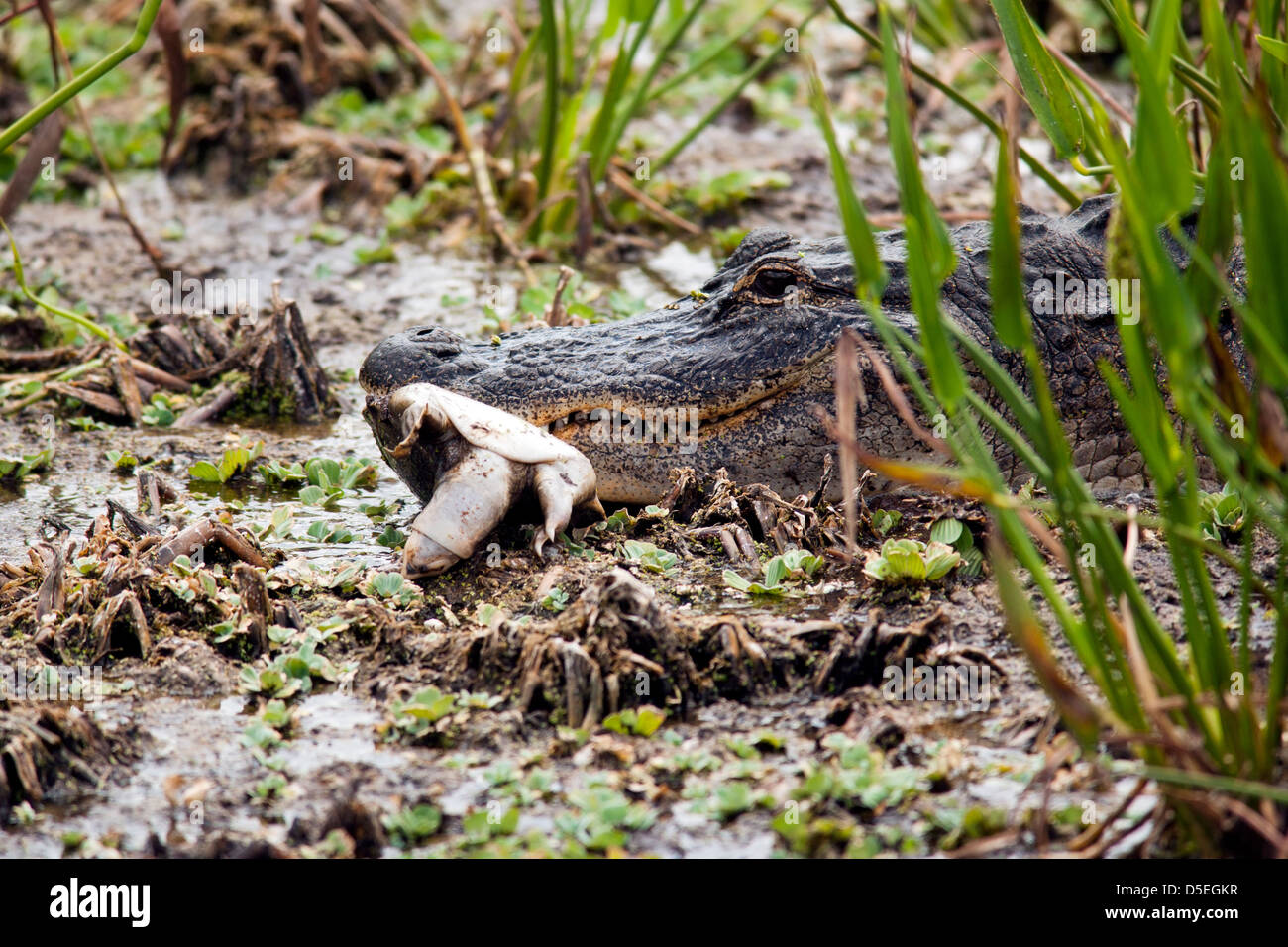 American Alligator Eating Turtle