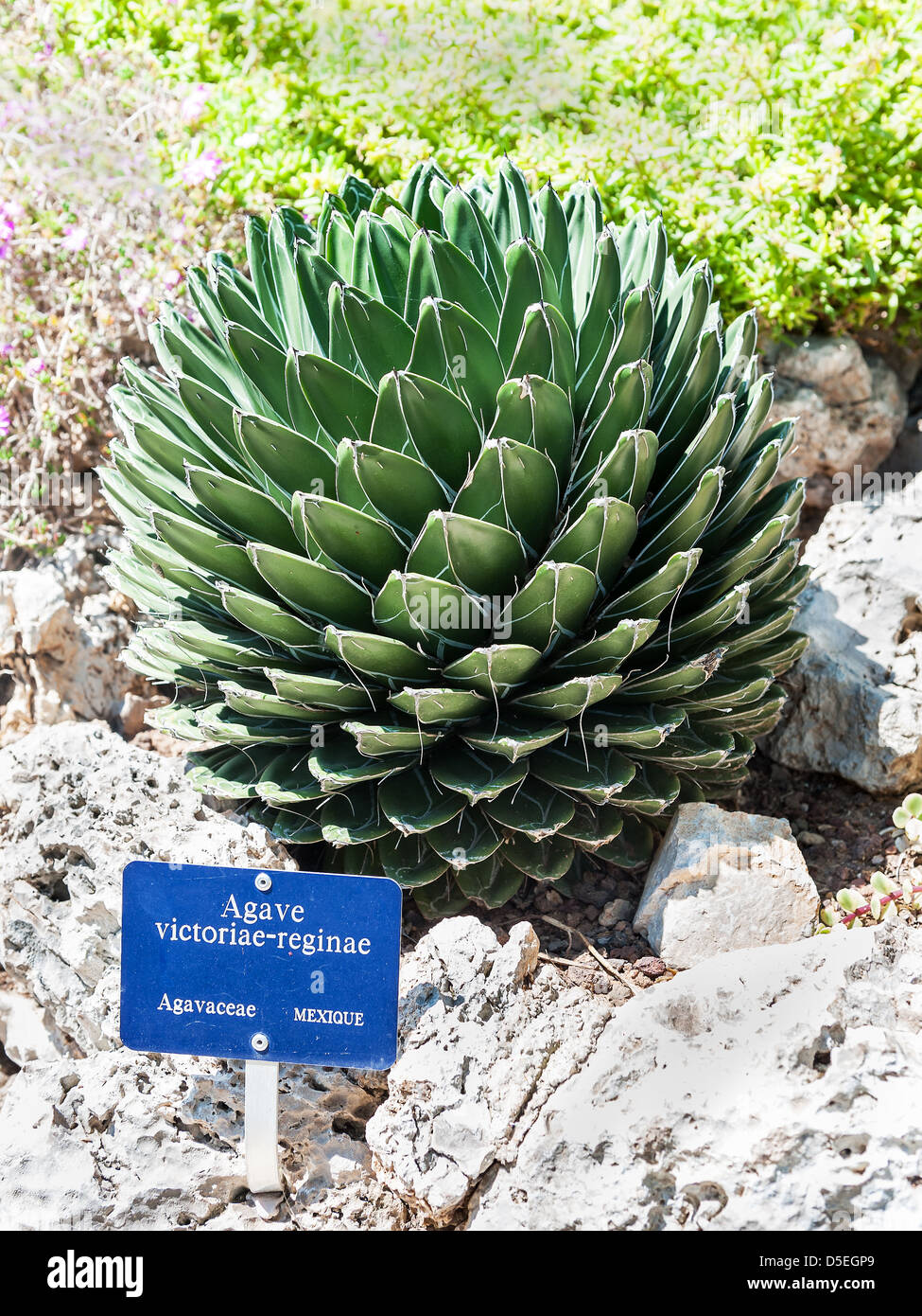 Queen Victorias Agave High Resolution Stock Photography and Images - Alamy