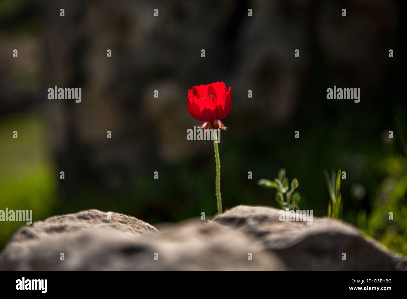 Little Red Flower Stock Photo - Alamy