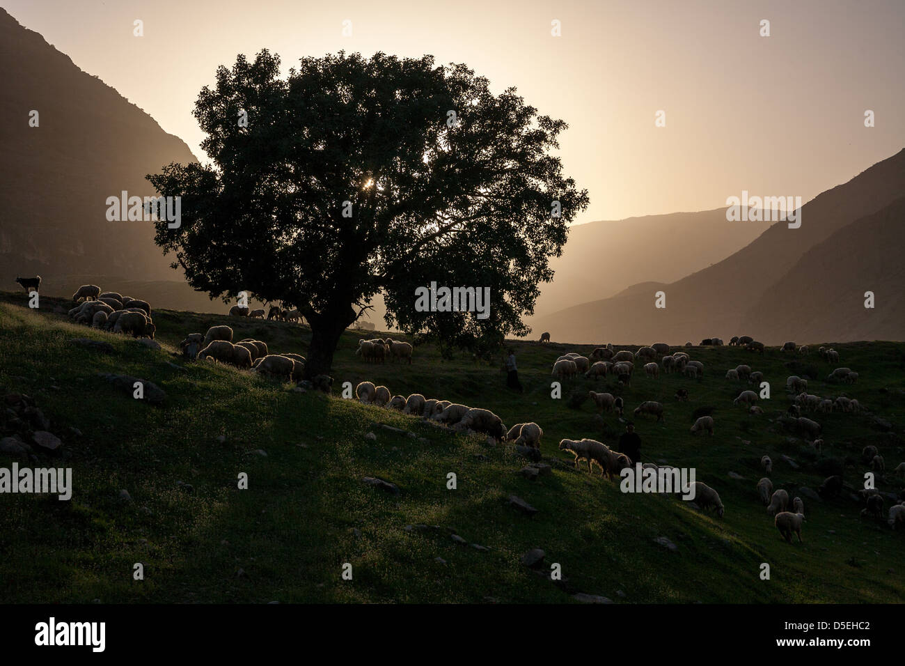 Sunset and Sheep Stock Photo - Alamy